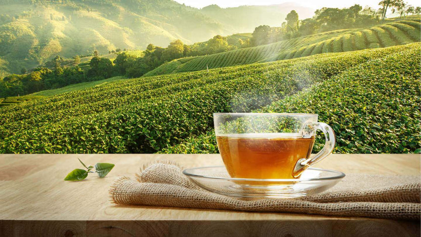Cederberg Tea | Premium Rooibos & Herbal Blends for Wellness